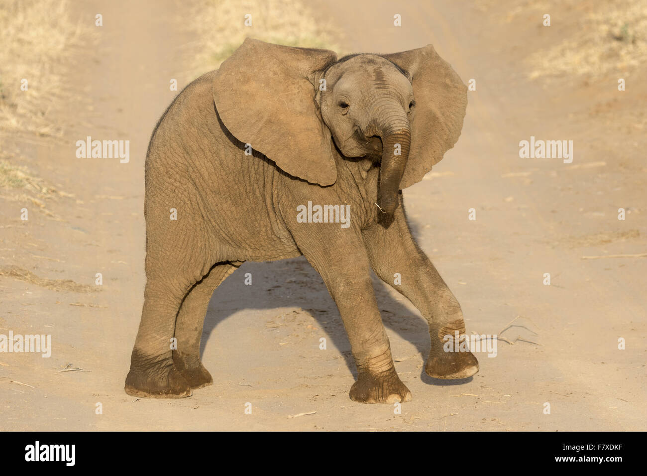 African elephant tracks hi-res stock photography and images - Alamy