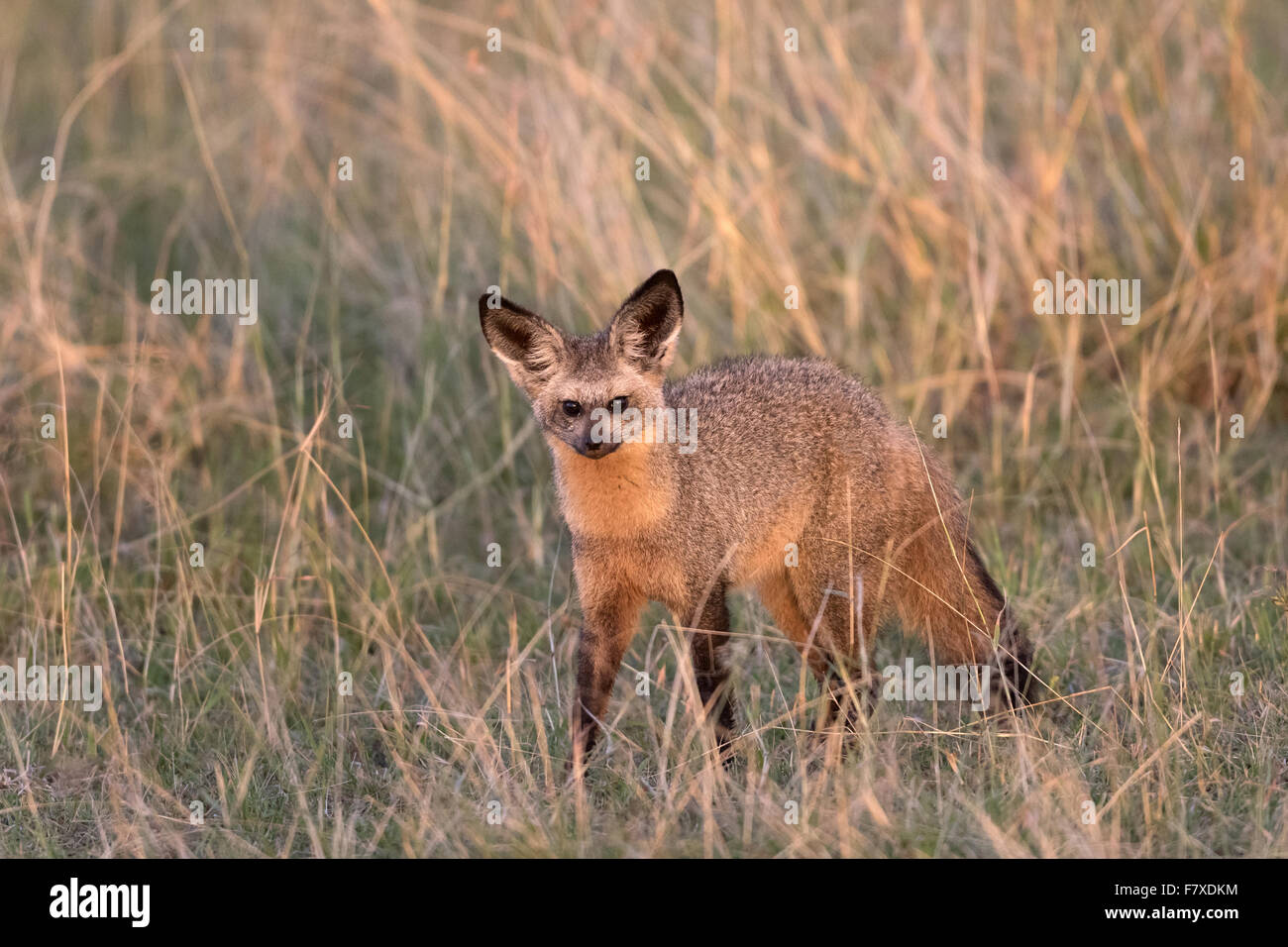 Bat-eared Fox (Otocyon megalotis) adult, standing in grassland at dawn ...