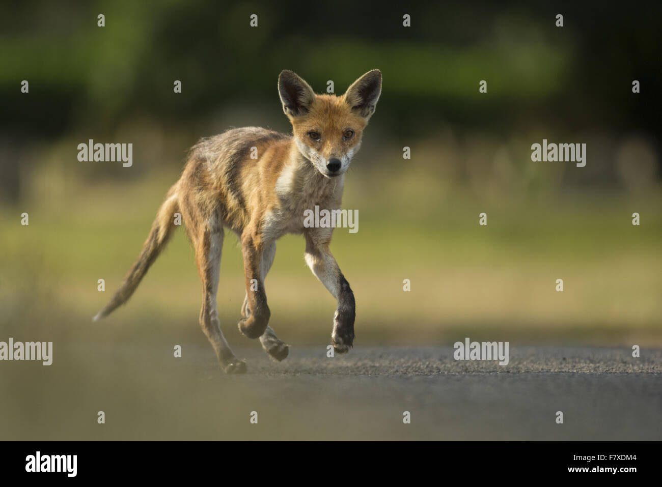 European Red Fox (Vulpes vulpes) adult, with mange infected skin ...
