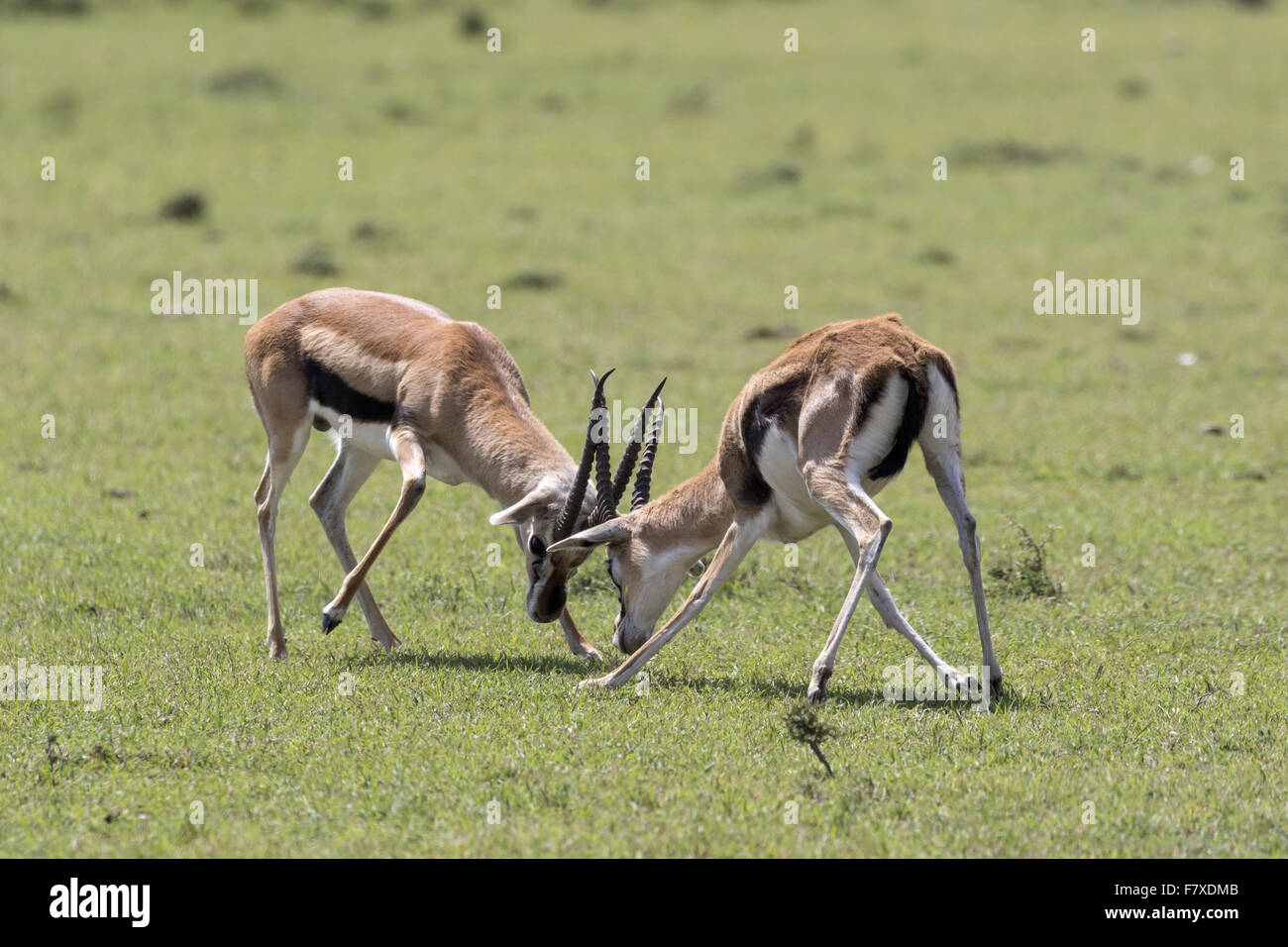 Gazelles fight hi-res stock photography and images - Alamy