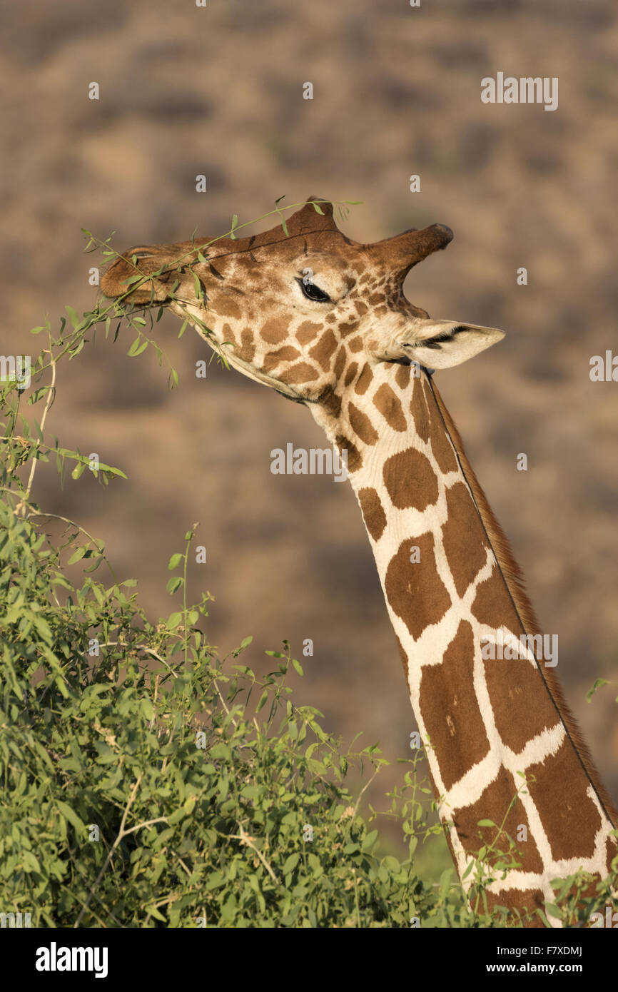 Reticulated Giraffe (Giraffa camelopardalis reticulata) adult, close-up ...