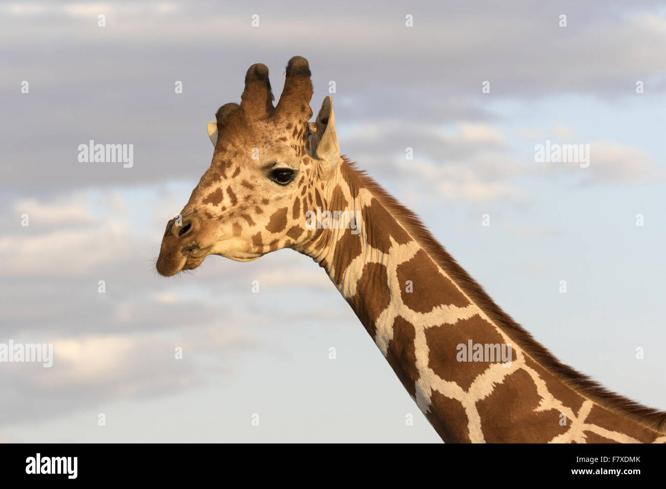 Reticulated Giraffe (Giraffa camelopardalis reticulata) adult, close-up ...