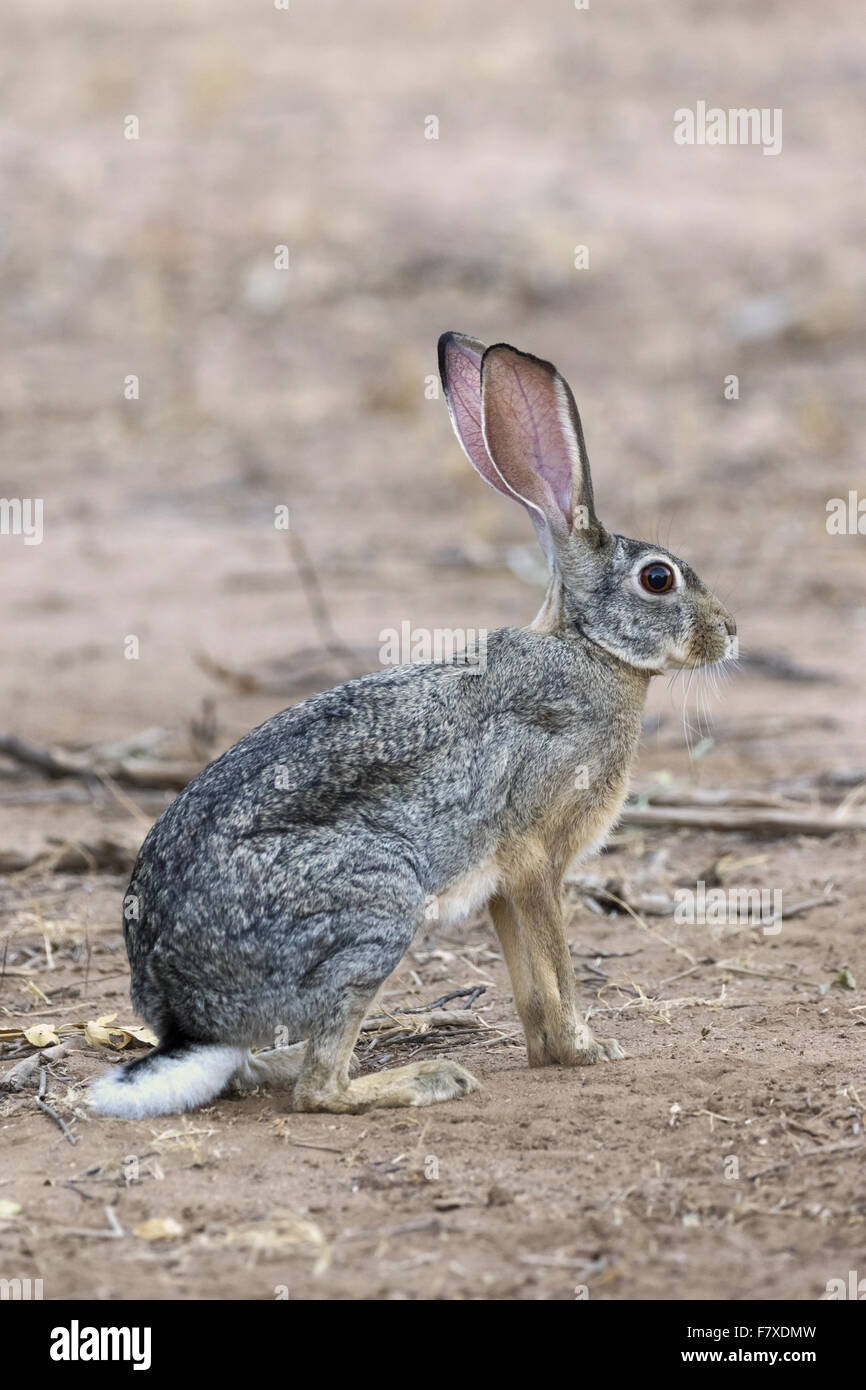 Scrub Hare (Lepus saxatilis) adult, sitting in semi-desert dry savannah ...