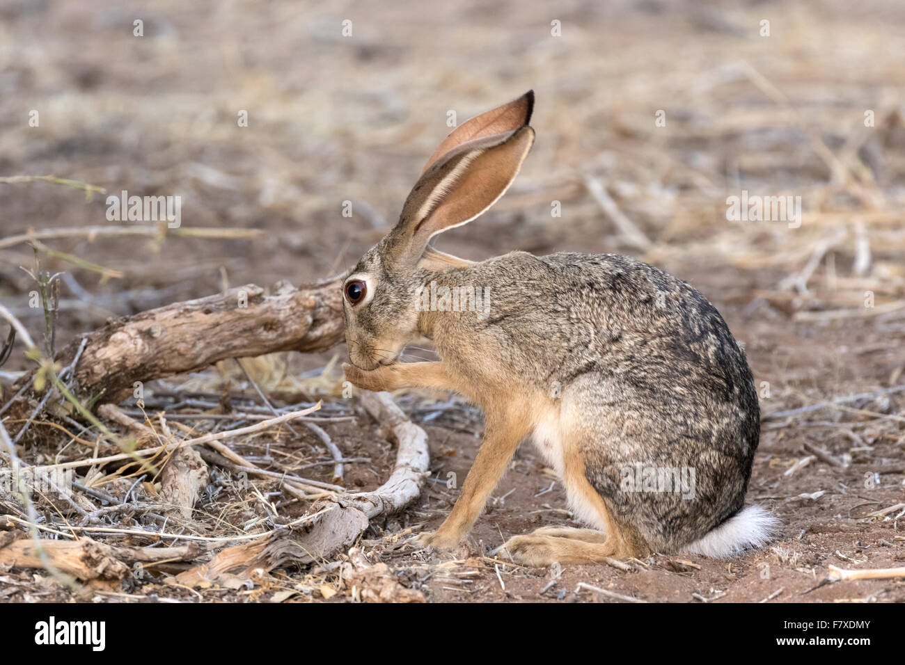 Scrub Hare (Lepus saxatilis) adult, grooming front paw, sitting in semi ...