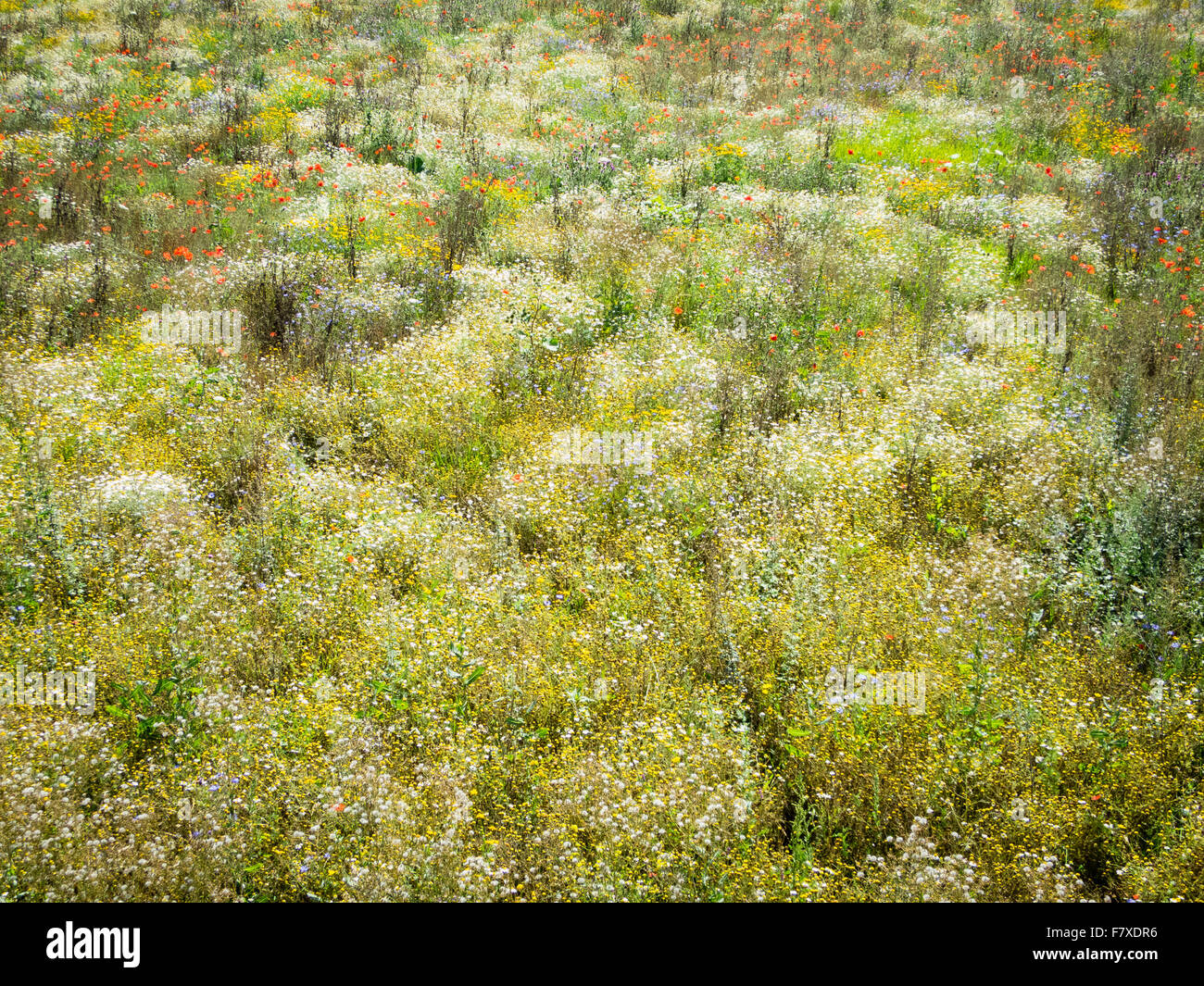 field of wild flowers Stock Photo - Alamy