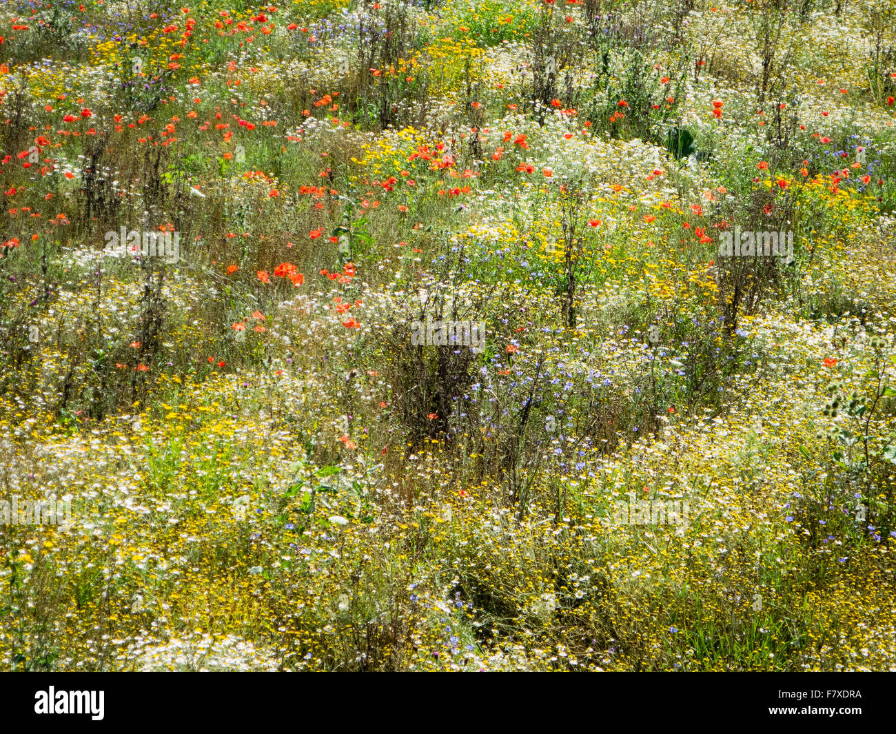 field of wild flowers Stock Photo - Alamy