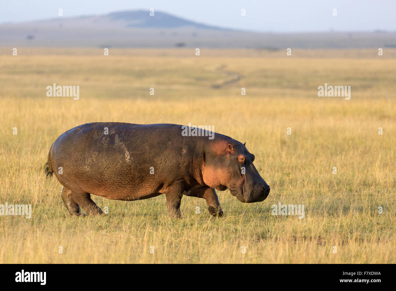 Hippopotamus (Hippopotamus amphibius) adult, walking in grassland at ...