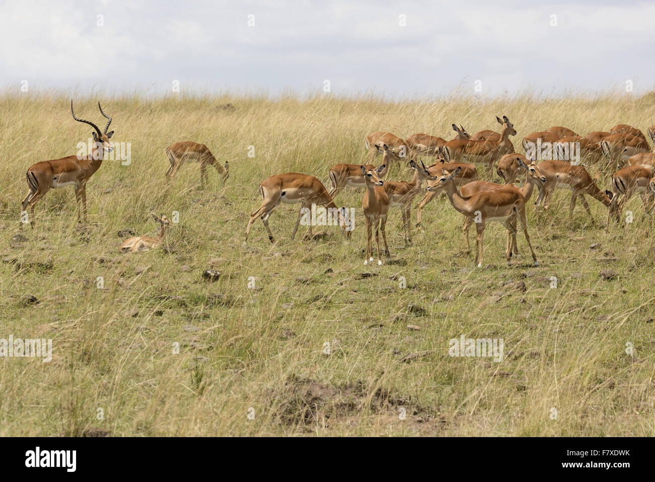 Female impalas grazing maasai mara hi-res stock photography and images ...