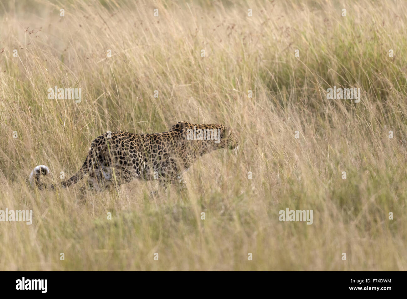 African Leopard (Panthera pardus pardus) adult, stalking prey in ...