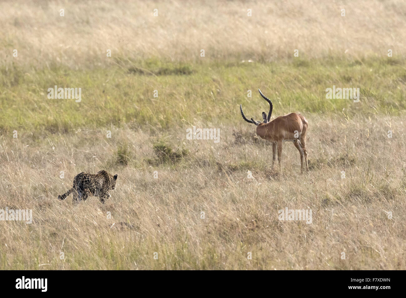 African Leopard (Panthera pardus pardus) adult, hunting (1 of 8 in ...