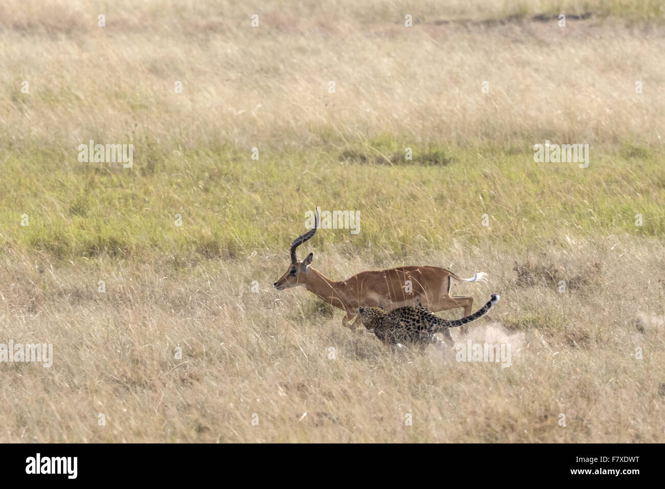 African Leopard (Panthera pardus pardus) adult, hunting (3 of 8 in ...
