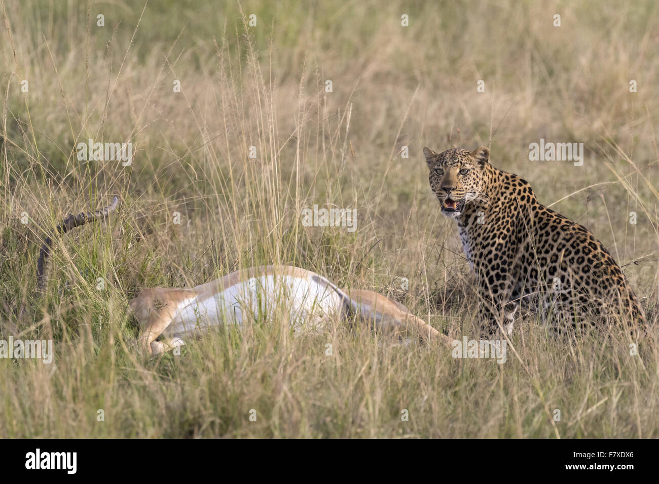 Impalas and leopard hi-res stock photography and images - Alamy
