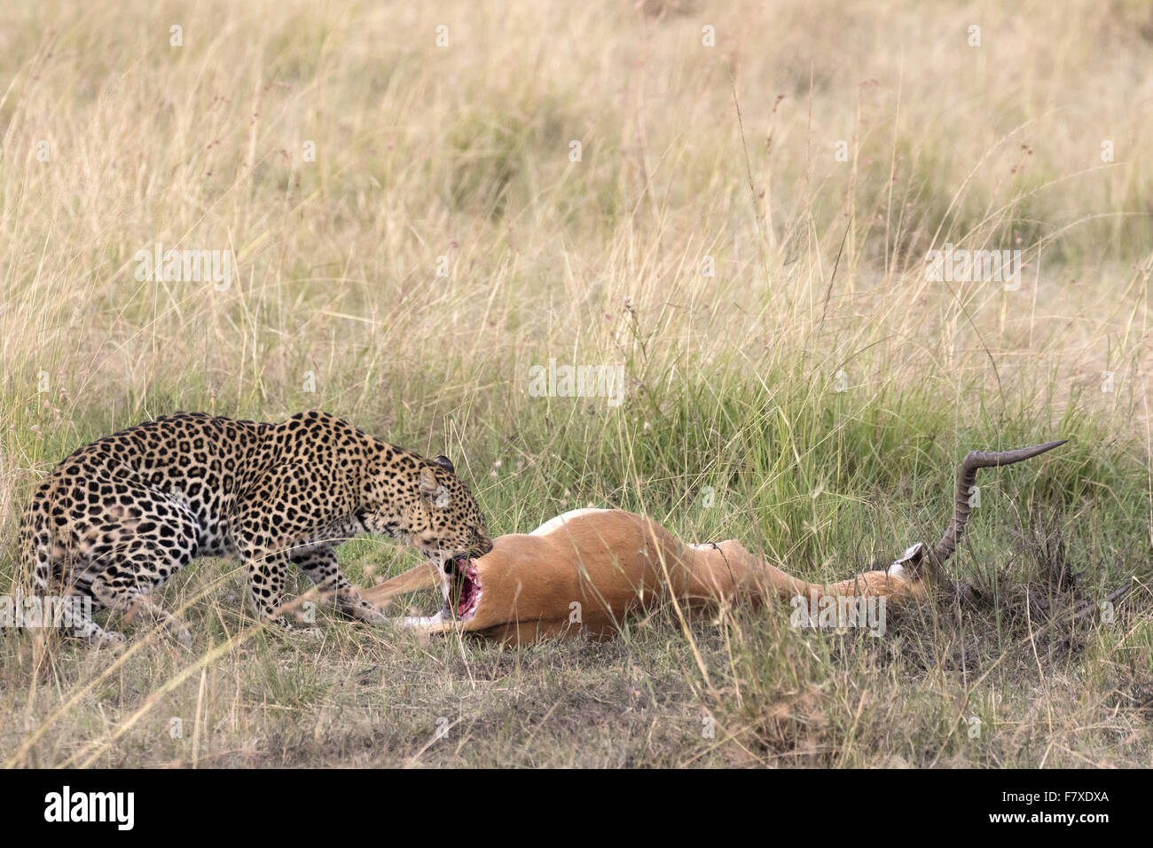 Impalas and leopard hi-res stock photography and images - Alamy