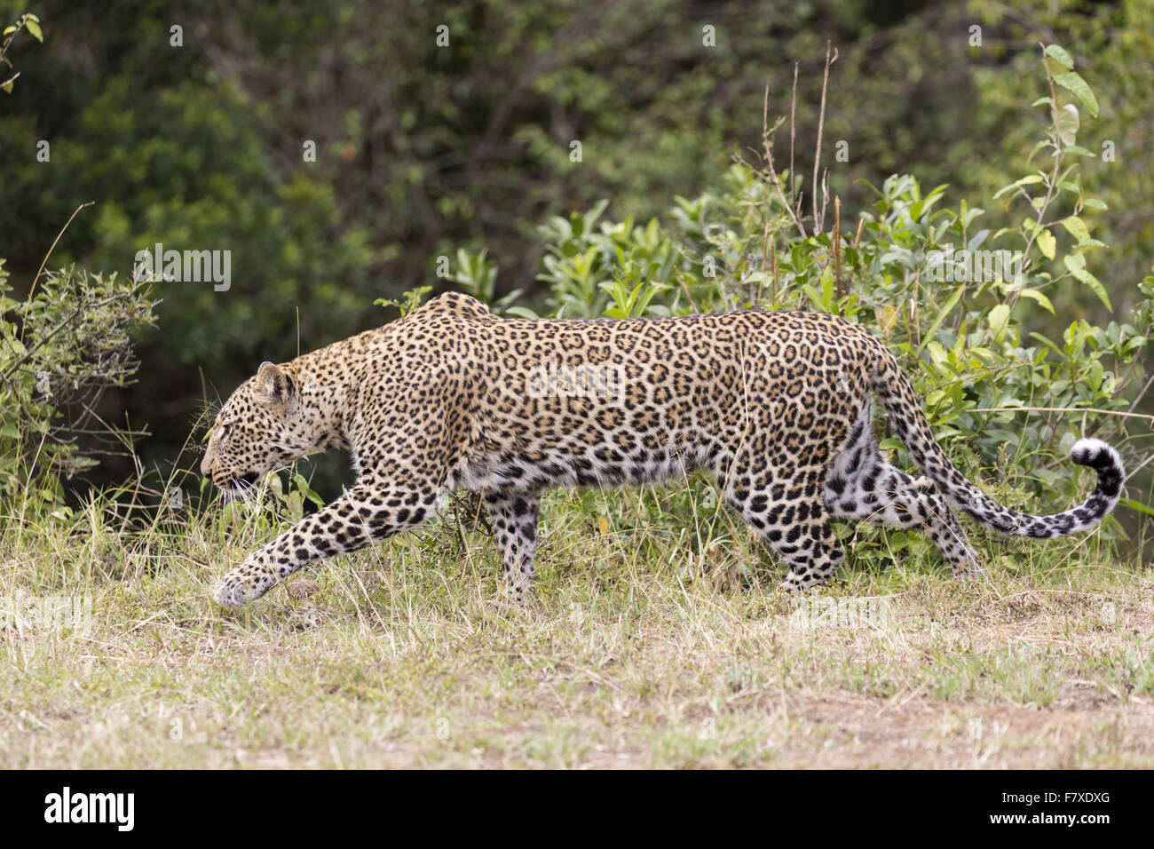 African Leopard (Panthera pardus pardus) adult, stalking at edge of ...
