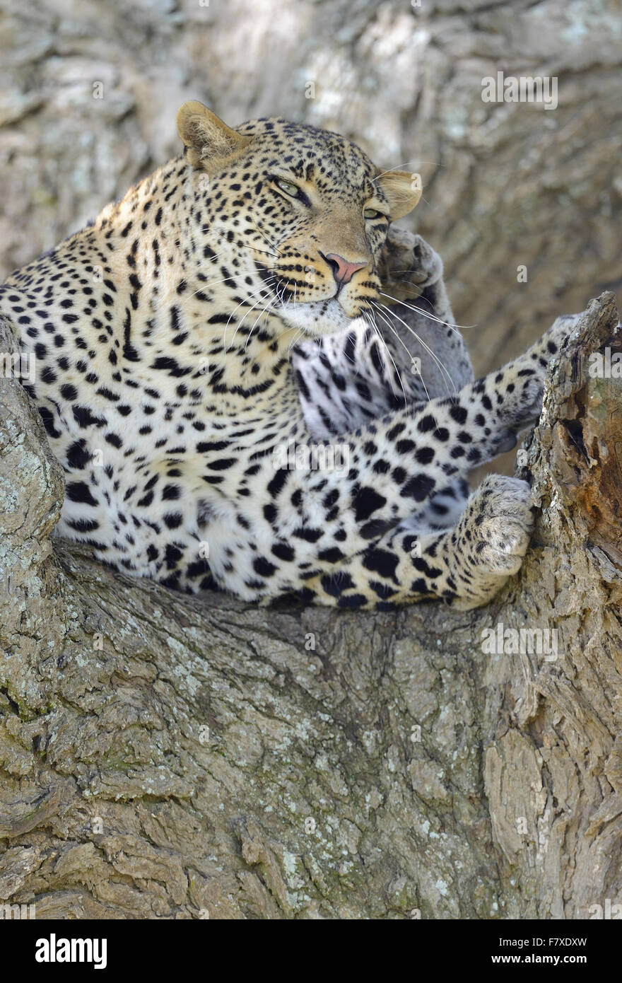 Leopard animal cat scratch hi-res stock photography and images - Alamy