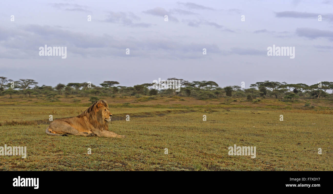 Masai Lion (Panthera leo nubica) adult male, resting on grassland ...