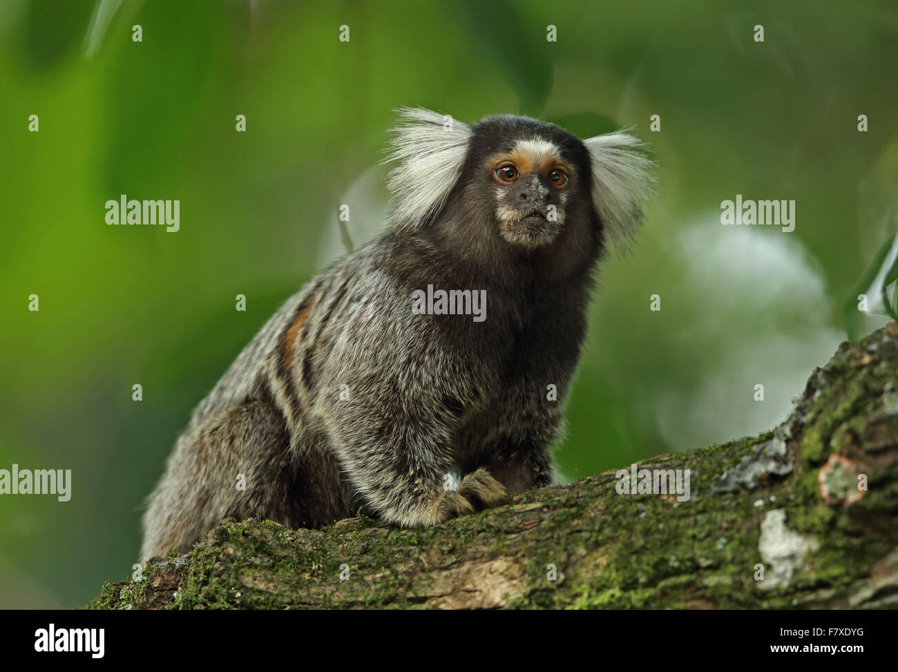Common Marmoset (Callithrix jacchus) adult, sitting on branch, Atlantic ...