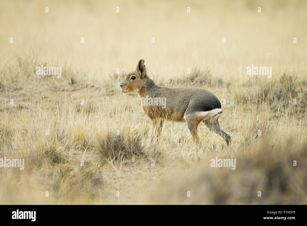 Patagonian cavies hi-res stock photography and images - Alamy