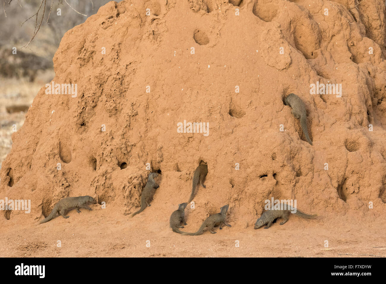 East african common dwarf mongoose hi-res stock photography and images ...