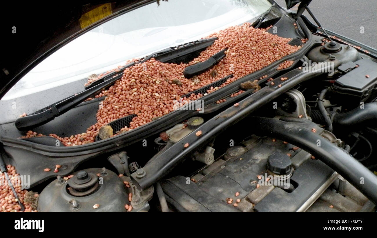 Yellow-necked Mouse (Apodemus flavicollis) peanuts stored in food cache ...
