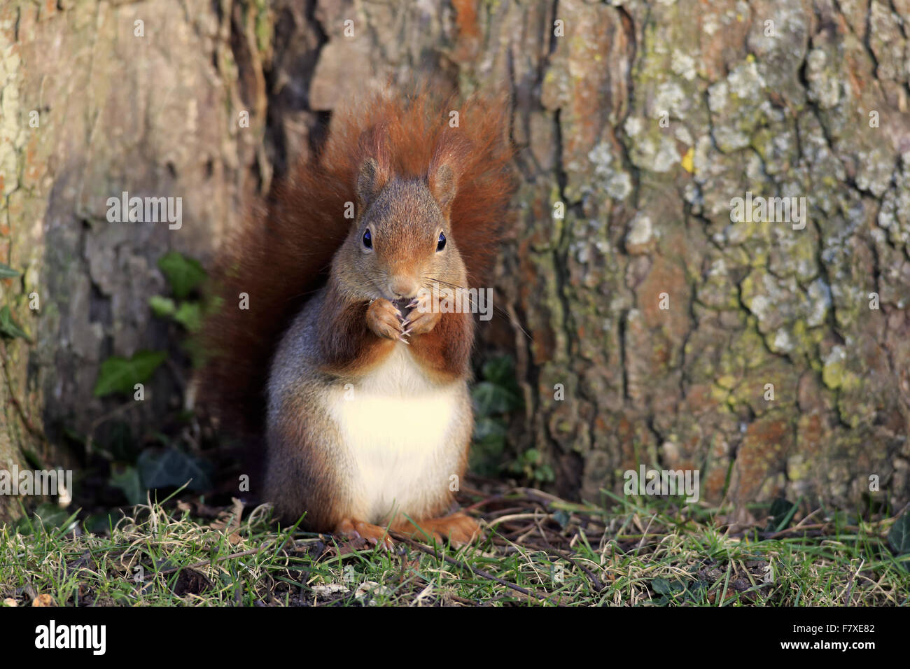 German squirrel hi-res stock photography and images - Alamy