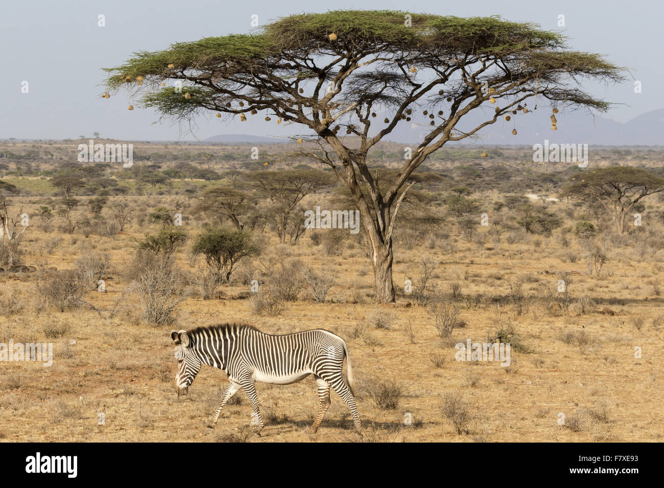 Grevy's Zebra (Equus grevyi) adult, walking in semi-desert dry savannah ...
