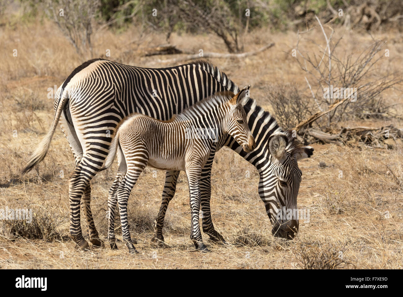 Grevy's Zebra (Equus grevyi) adult female and foal, standing in semi ...