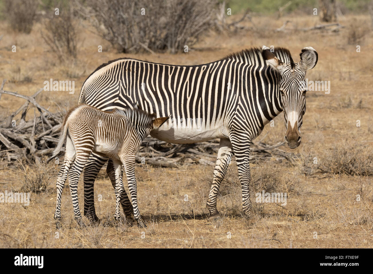 Grevy's Zebra (Equus grevyi) adult female and foal, suckling, standing ...