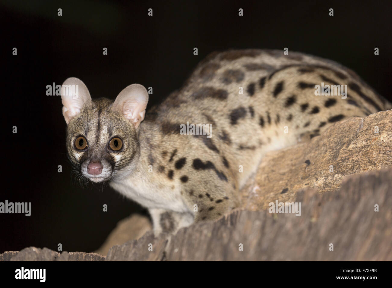 Rusty-spotted Genet (Genetta maculata) adult, standing on stump at ...