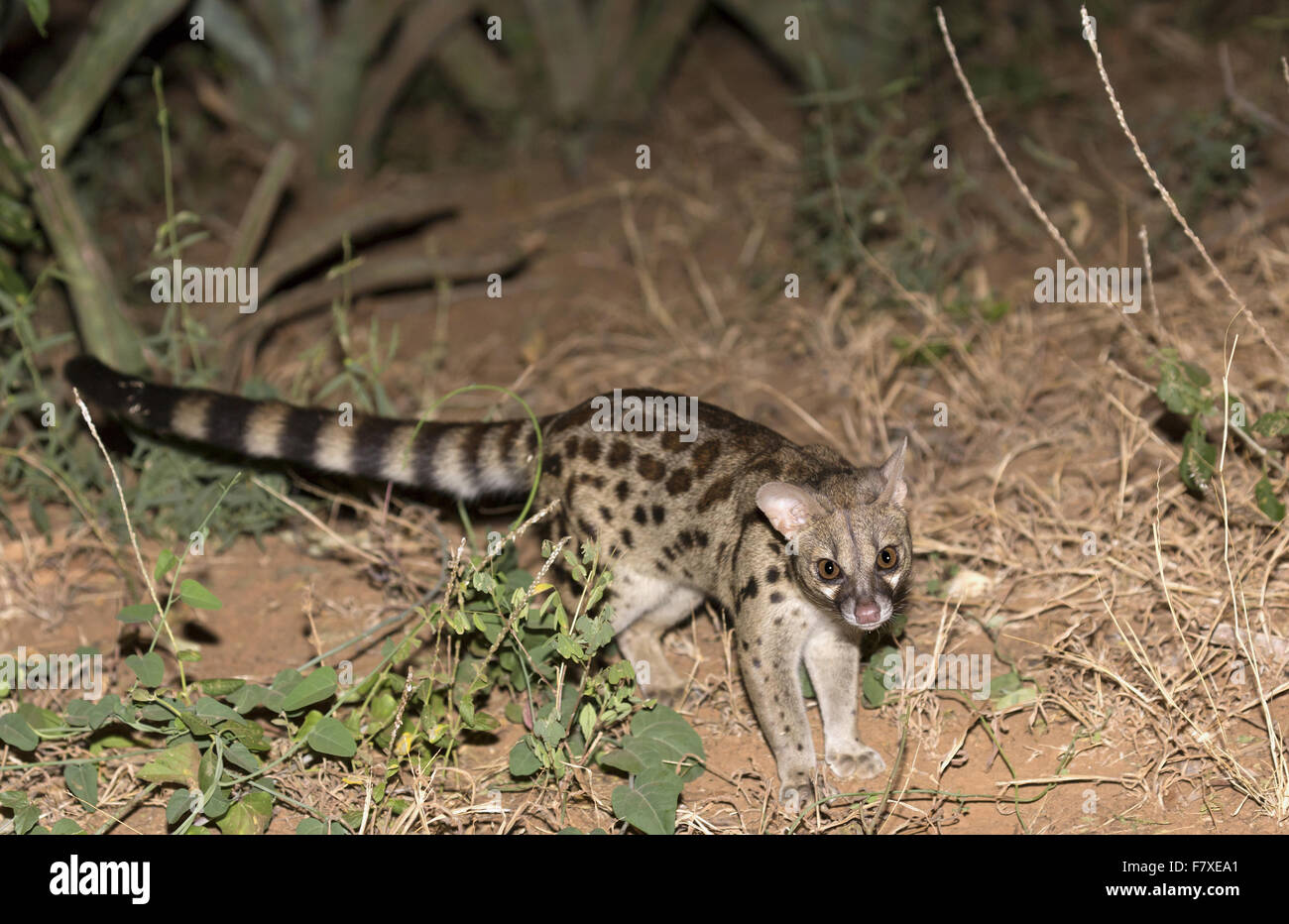 Rusty-spotted Genet (Genetta maculata) adult, standing on ground at ...