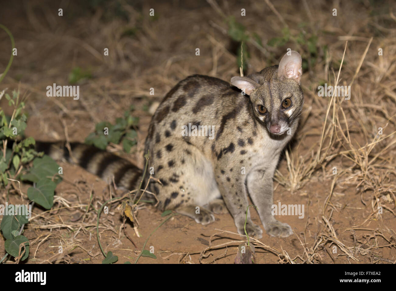 Rusty-spotted Genet (Genetta maculata) adult, sitting on ground at ...