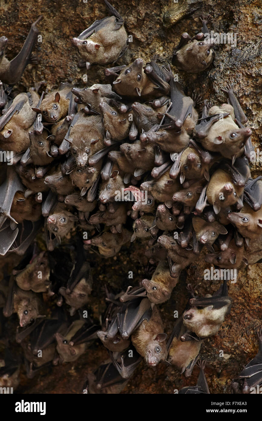 Cave Nectar Bat (Eonycteris spelaea) colony, roosting in cave, Bali ...