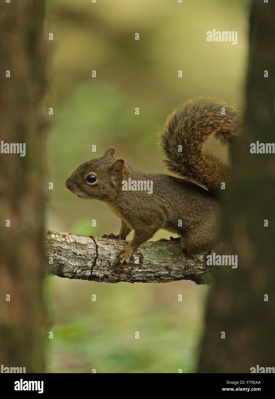 Brazilian Squirrel (Sciurus aestuans) adult, sitting on branch ...