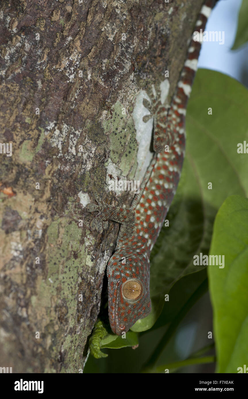 Tokay Gecko (Gecko gecko) adult, clinging to tree trunk, Klunkung, Bali ...