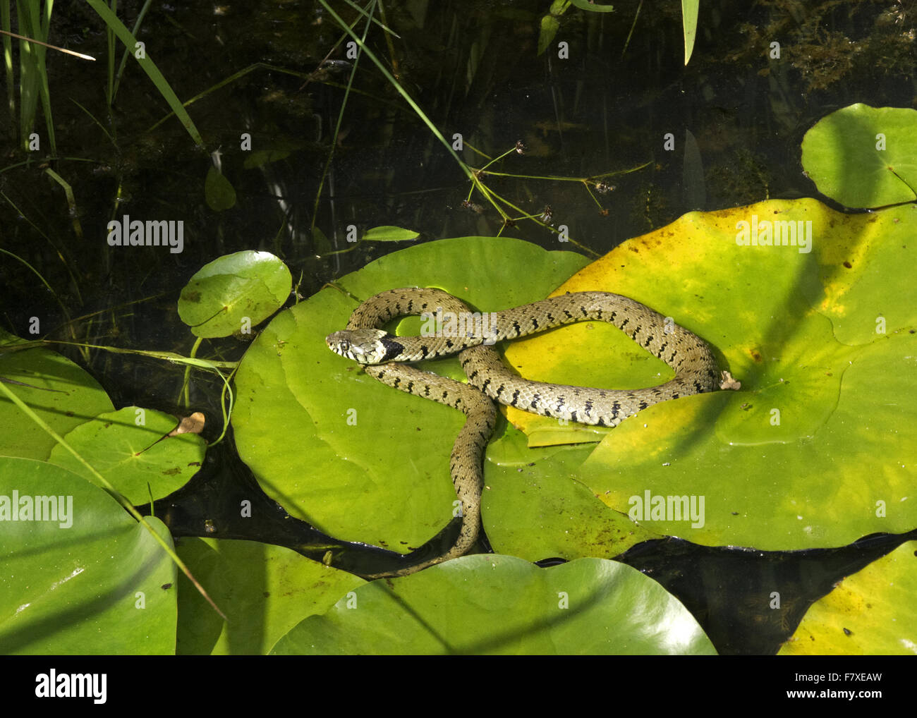 Grass snake natrix natrix on water lily hi-res stock photography and ...