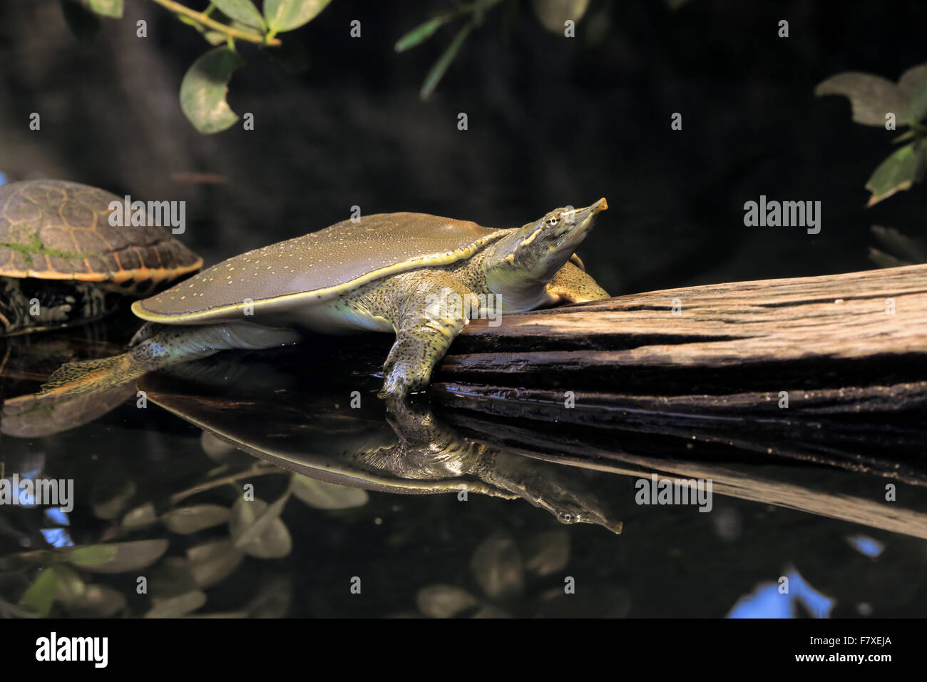 Spiny Softshell Turtle (Apalone spinifera) adult, resting on log in ...
