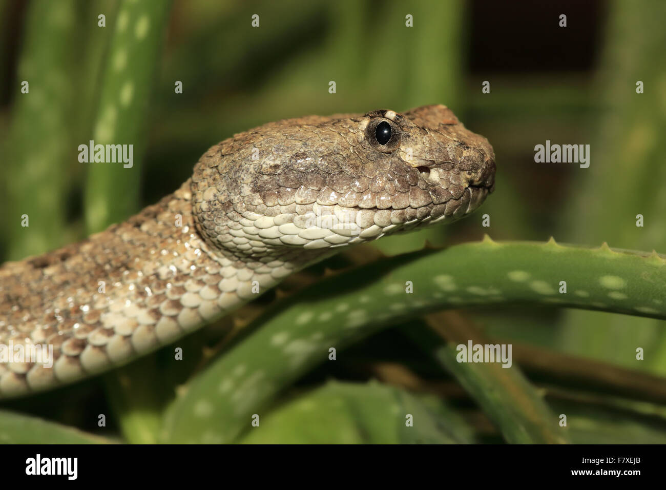 Western Prairie Rattlesnake (Crotalus viridis) adult, close-up of head ...