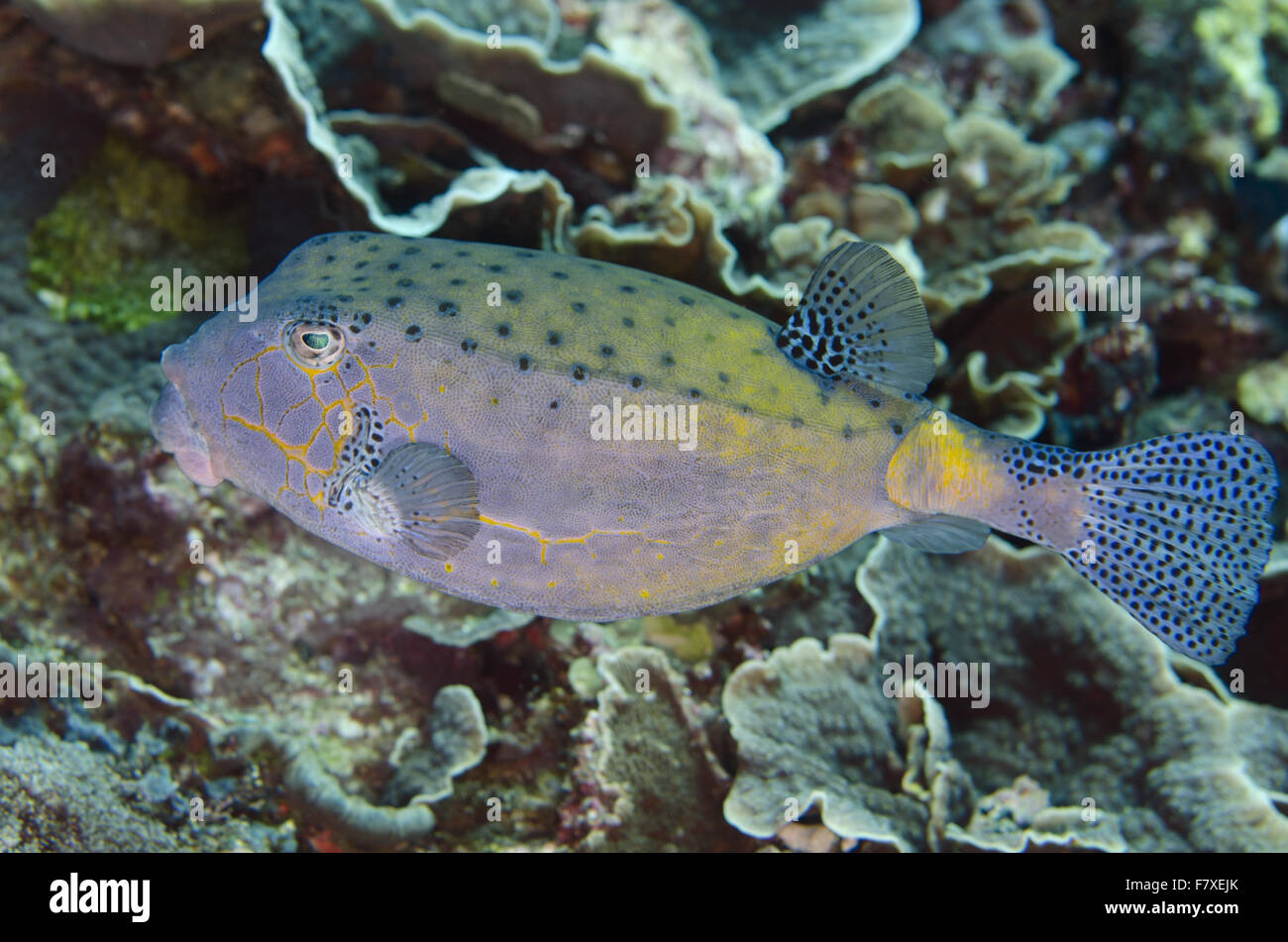 Boxfishes hi-res stock photography and images - Alamy