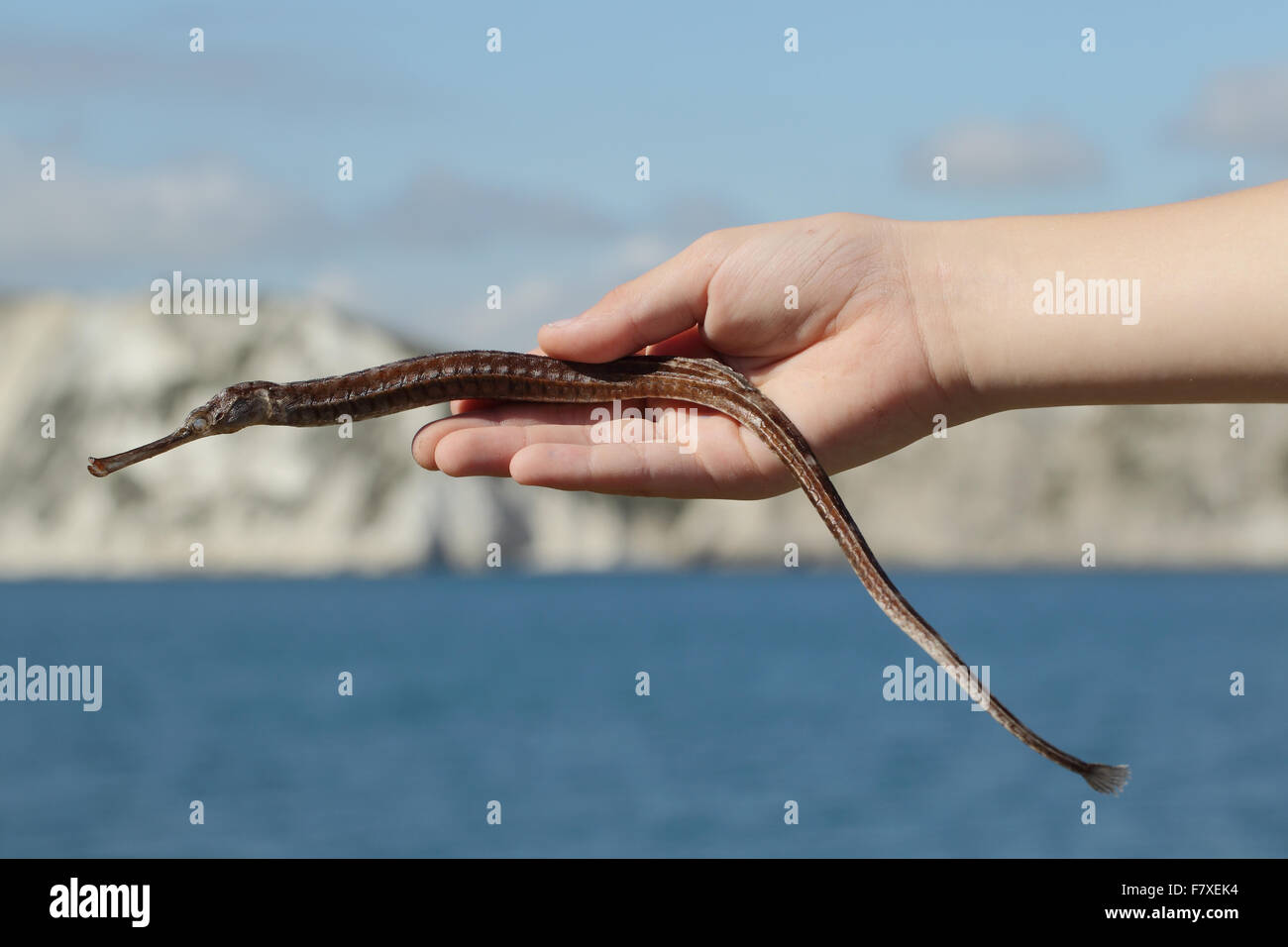 Greater Pipefish (Syngnathus acus) dried adult, found on beach ...