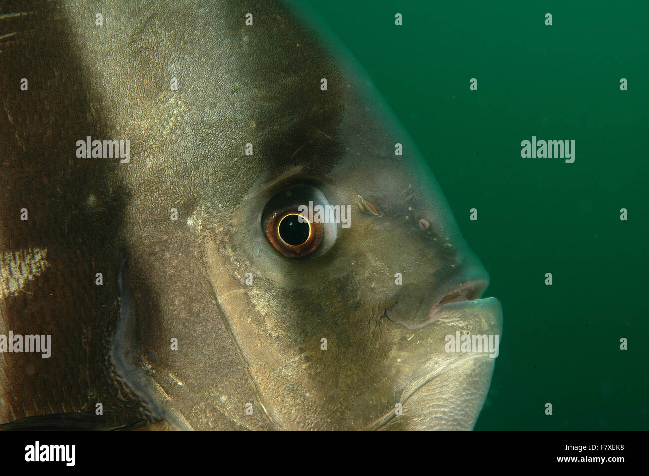 Longfin Batfish (Platax teira) adult, close-up of head, Arabian Sea ...