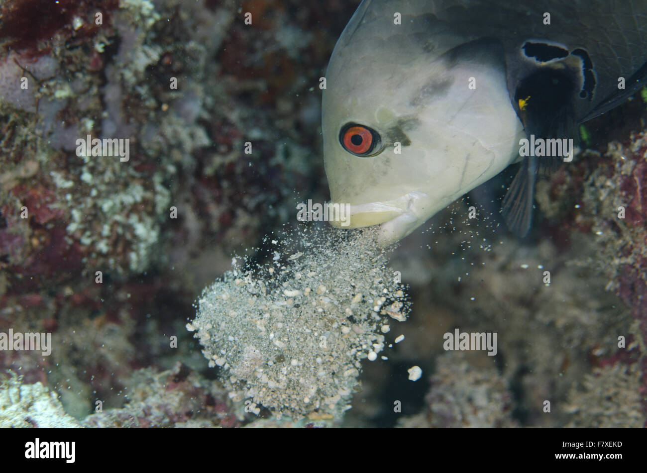 Spitting fish hi-res stock photography and images - Alamy