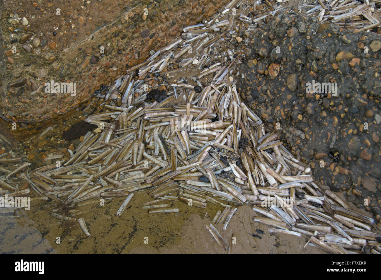 Razorshell (Ensis arcuatus) empty shells, washed up on beach tideline ...