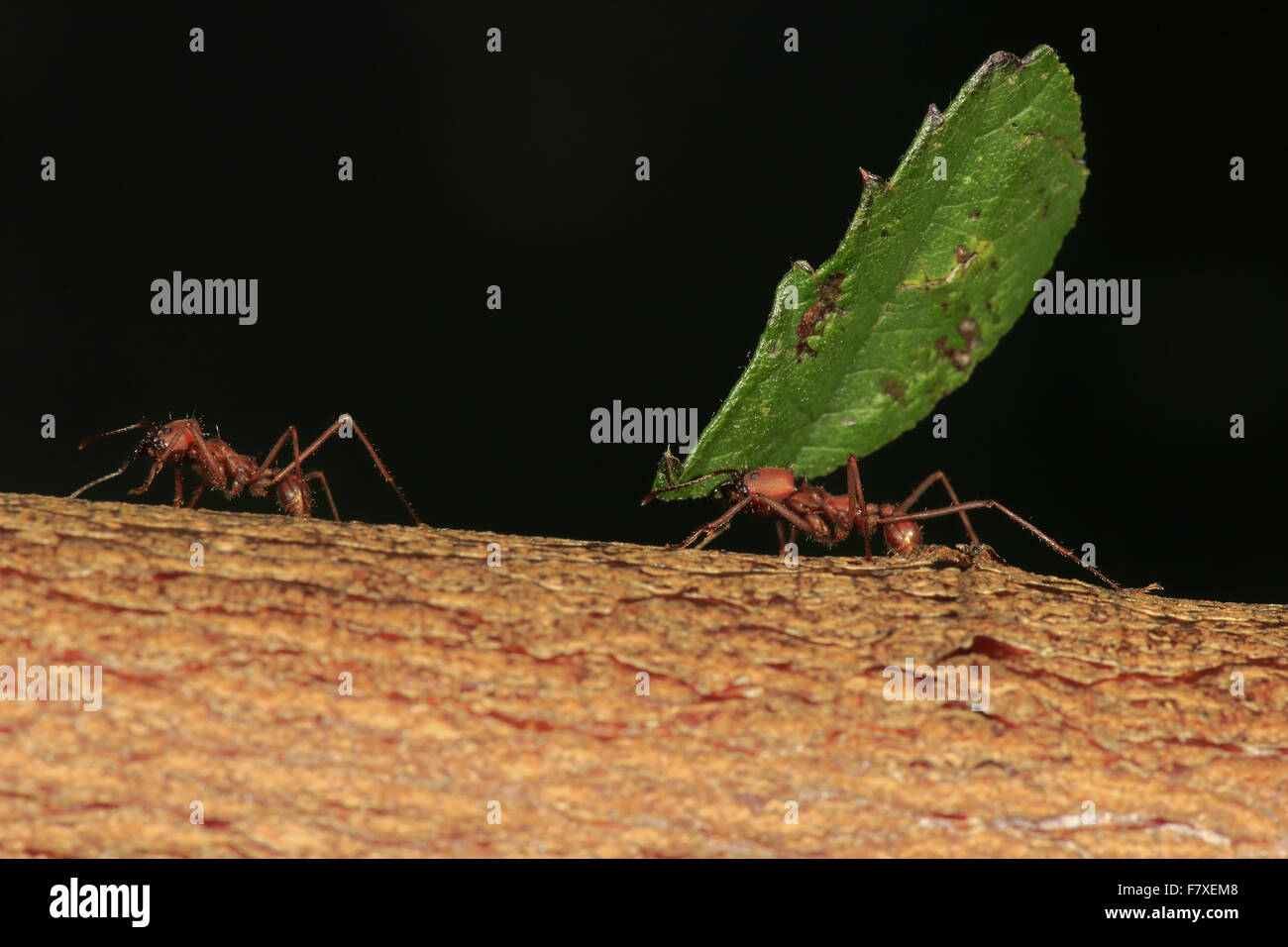 Ant caste hi-res stock photography and images - Alamy