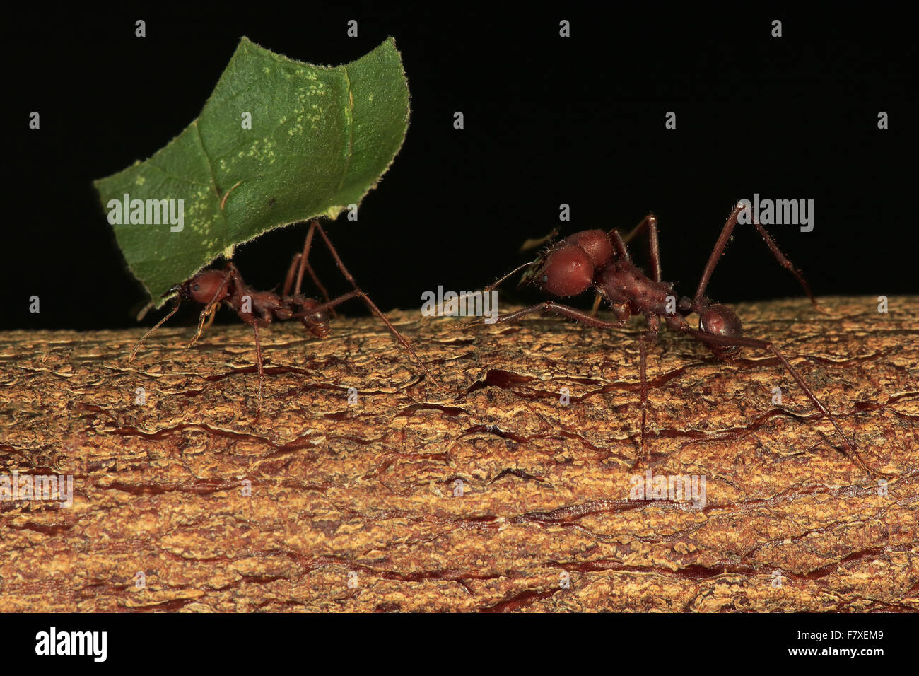 Leaf cutting ants carrying leaves hi-res stock photography and images ...