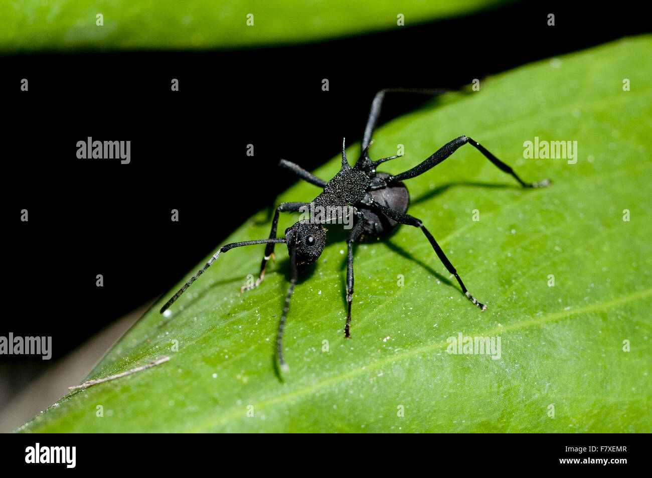 Marauder Ant (Polyrhachis sp.) adult, with defensive spines, standing ...