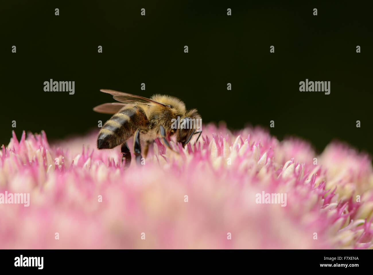Western Honey Bee (Apis mellifera) adult female worker, gathering ...