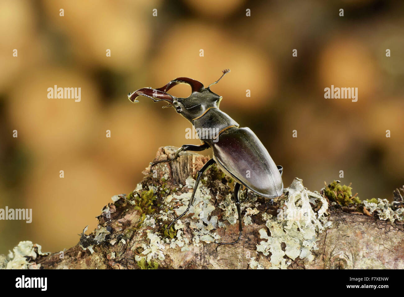 Greater Stag Beetle (Lucanus cervus) adult male, rearing on lichen ...