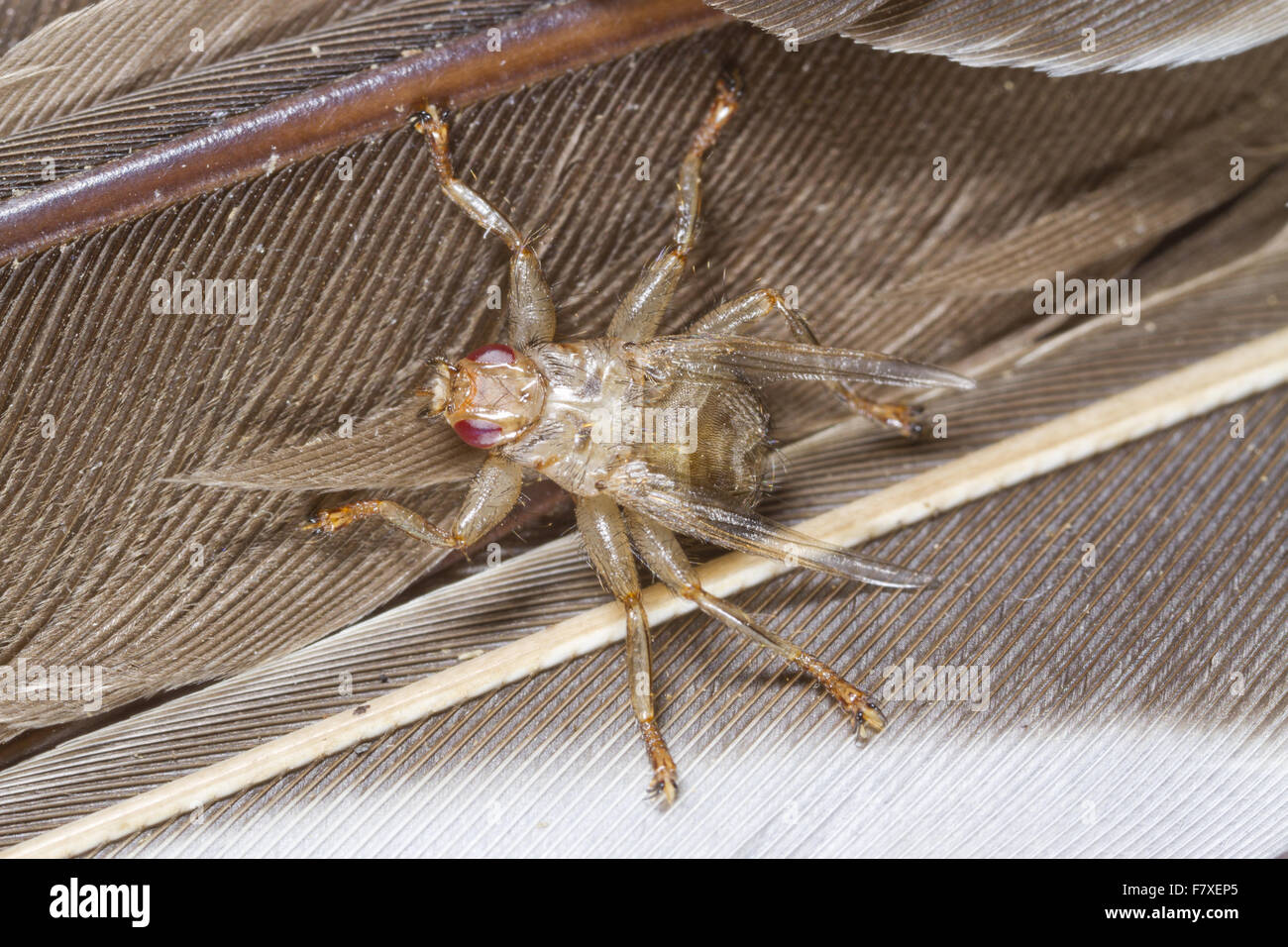 Fly pupa hi-res stock photography and images - Alamy