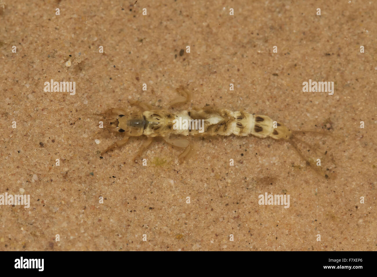 Mayfly larvae hi-res stock photography and images - Alamy