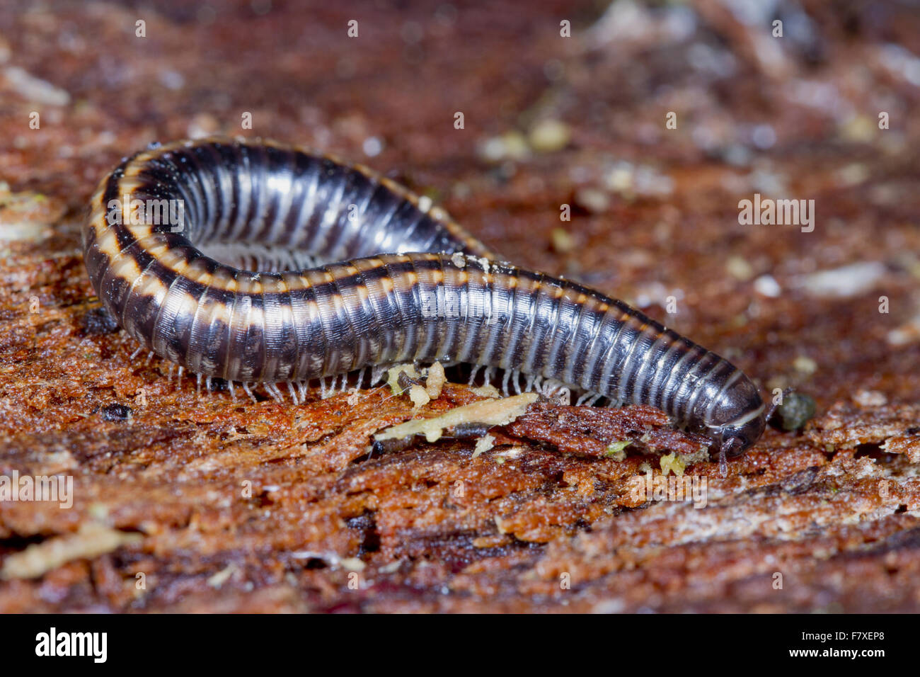 Striped Millipede (Ommatoiulus sabulosus) adult, on rotting tree bark ...